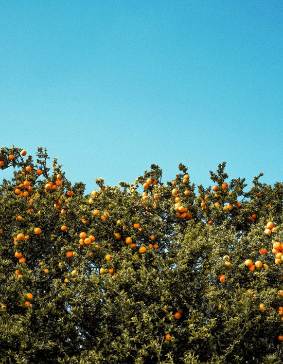 Golden Grove: Oh Clementine Rewards